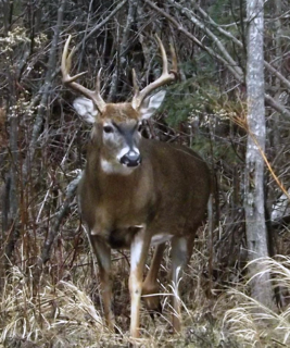 Deer Hunting - The Trials & Tribulations - Your Sunset Country